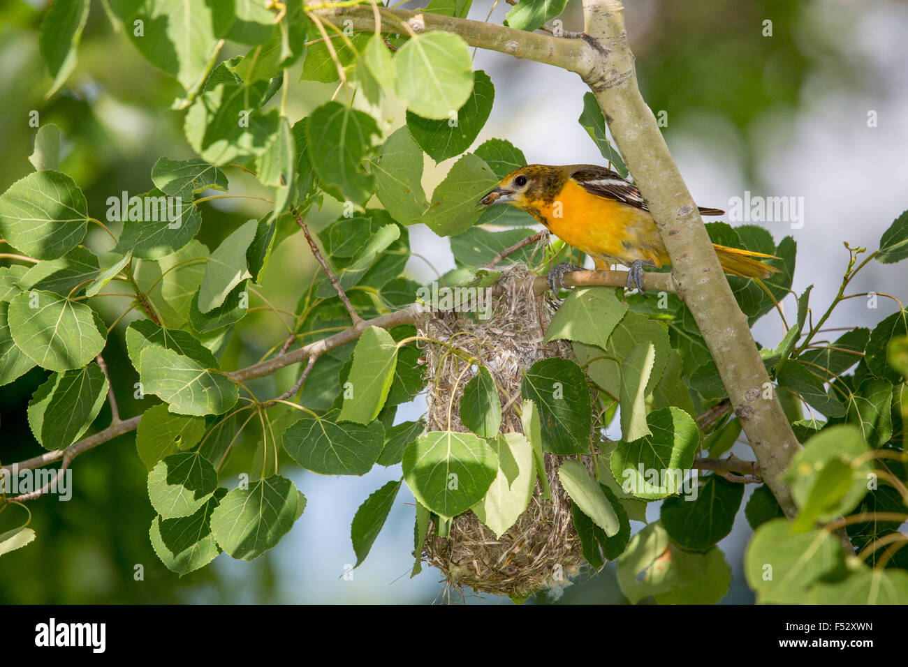 Baltimore oriole nest hi-res stock photography and images - Alamy