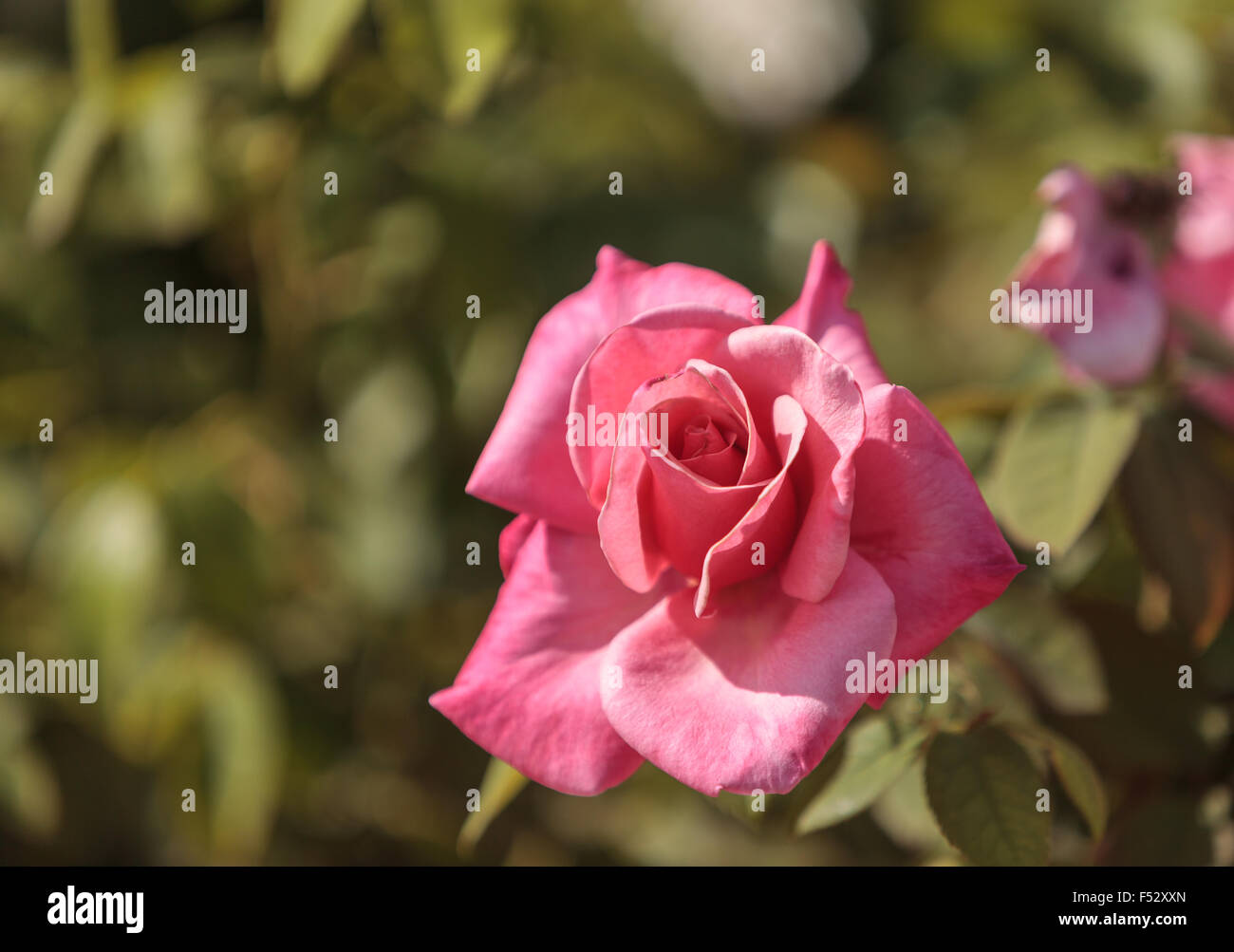 Rose of spring hi-res stock photography and images - Alamy