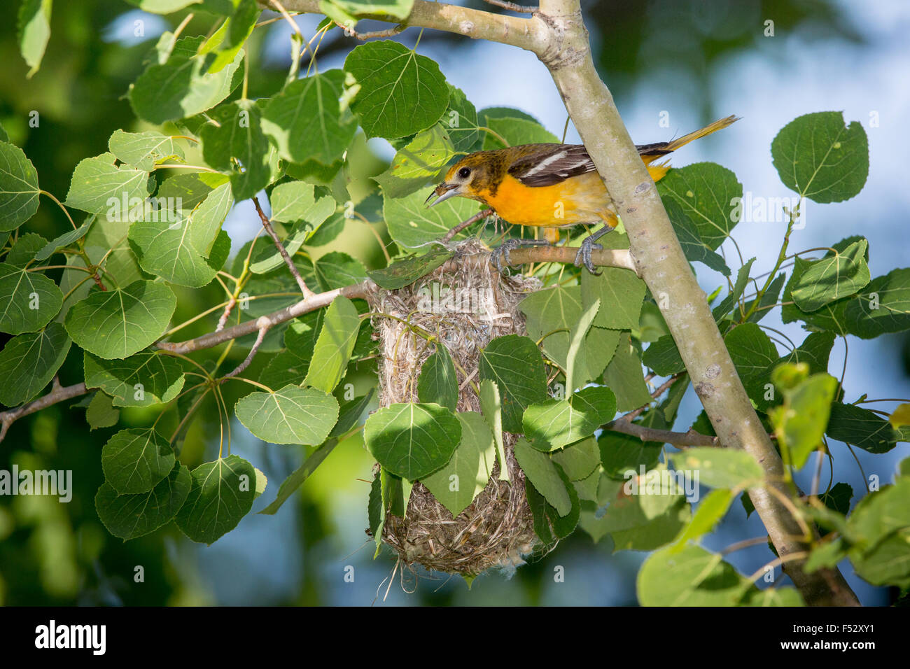 Baltimore oriole nest hi-res stock photography and images - Alamy