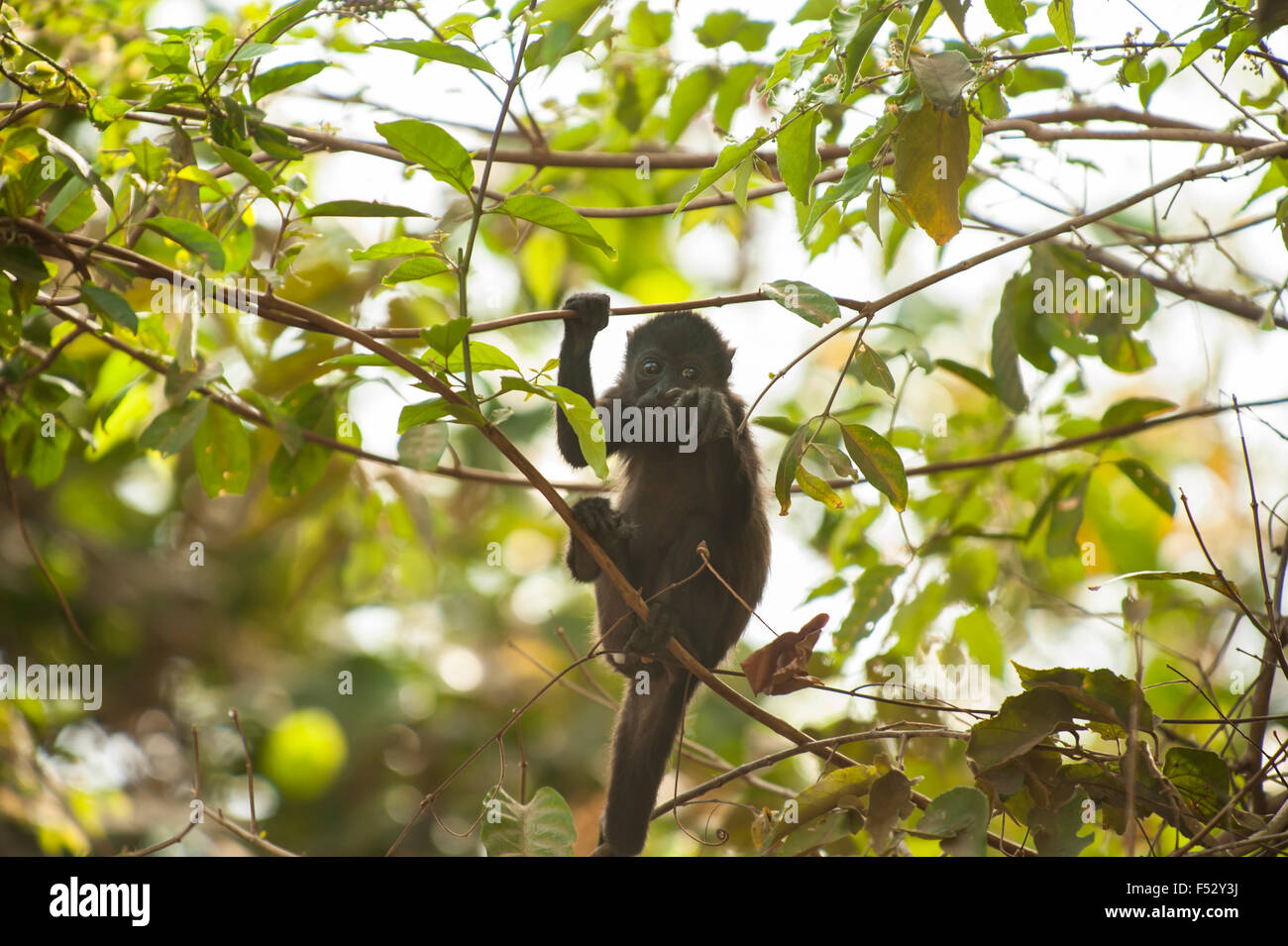 Monkey swinging tree rainforest hi-res stock photography and images - Alamy
