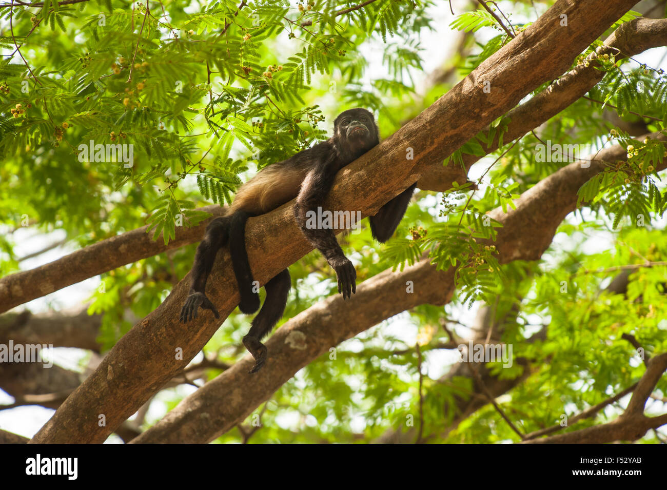 Female Howler Monkey lays on a tree branch looking forward Stock Photo ...