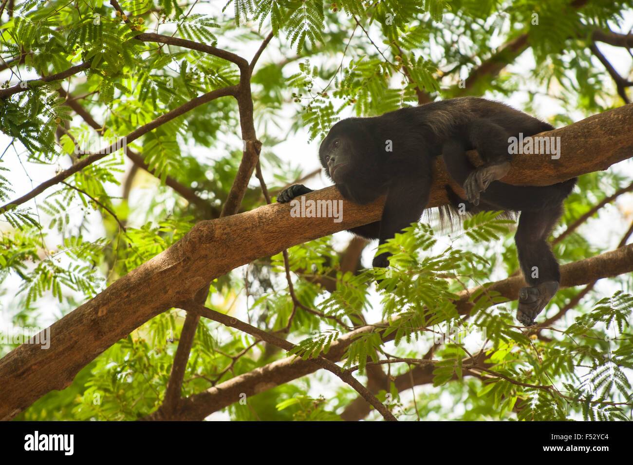 Male Howler Monkey lays over a tree branch relaxing in the rain forest ...