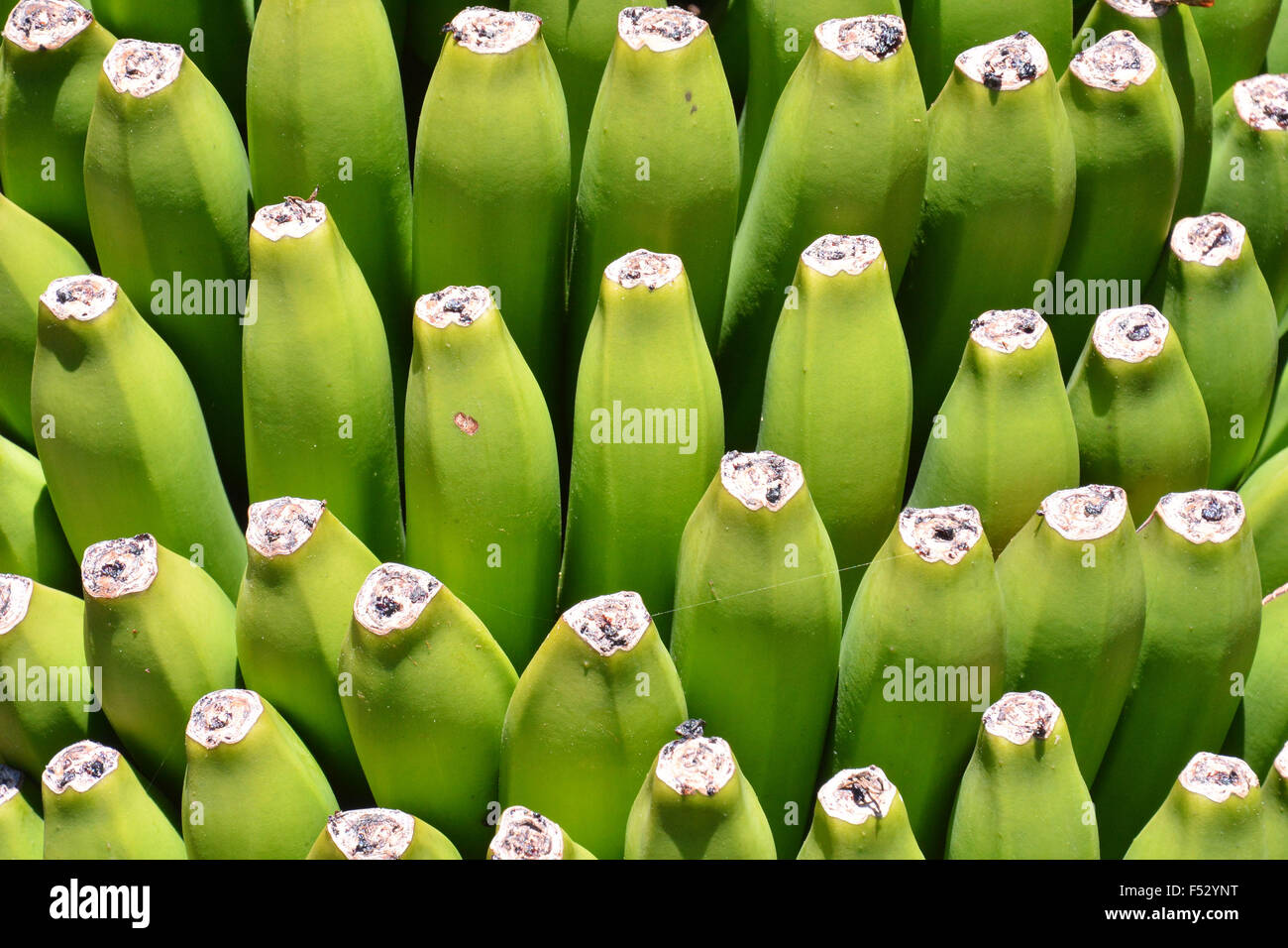 Banana Plantation Field Stock Photo - Alamy