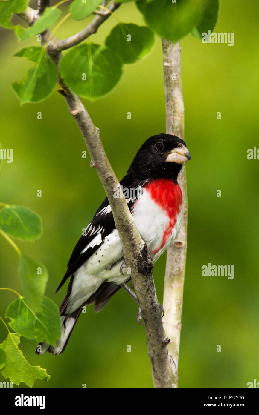 Male rose-breasted grosbeak Stock Photo - Alamy