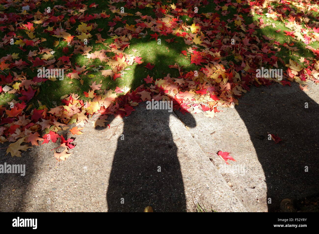 Shadow in fall foliage Stock Photo - Alamy