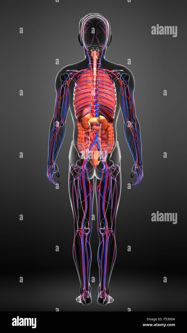 Digestive and circulatory system of male body artwork Stock Photo - Alamy
