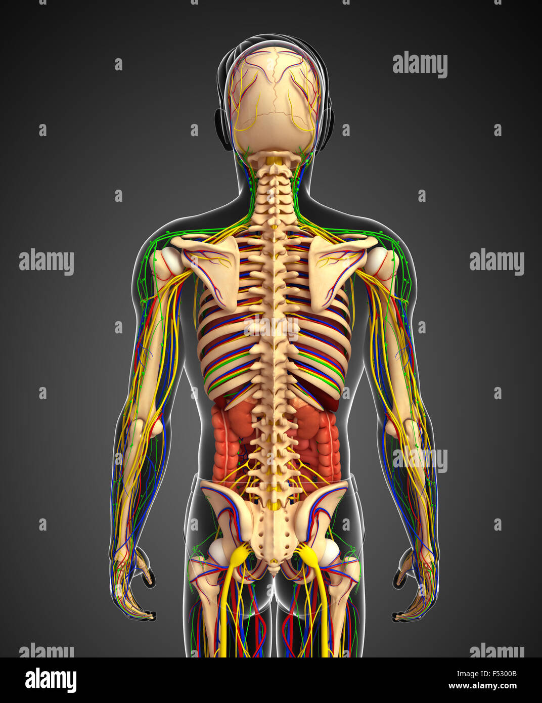 illustration of Lymphatic, skeletal, nervous and circulatory system of ...