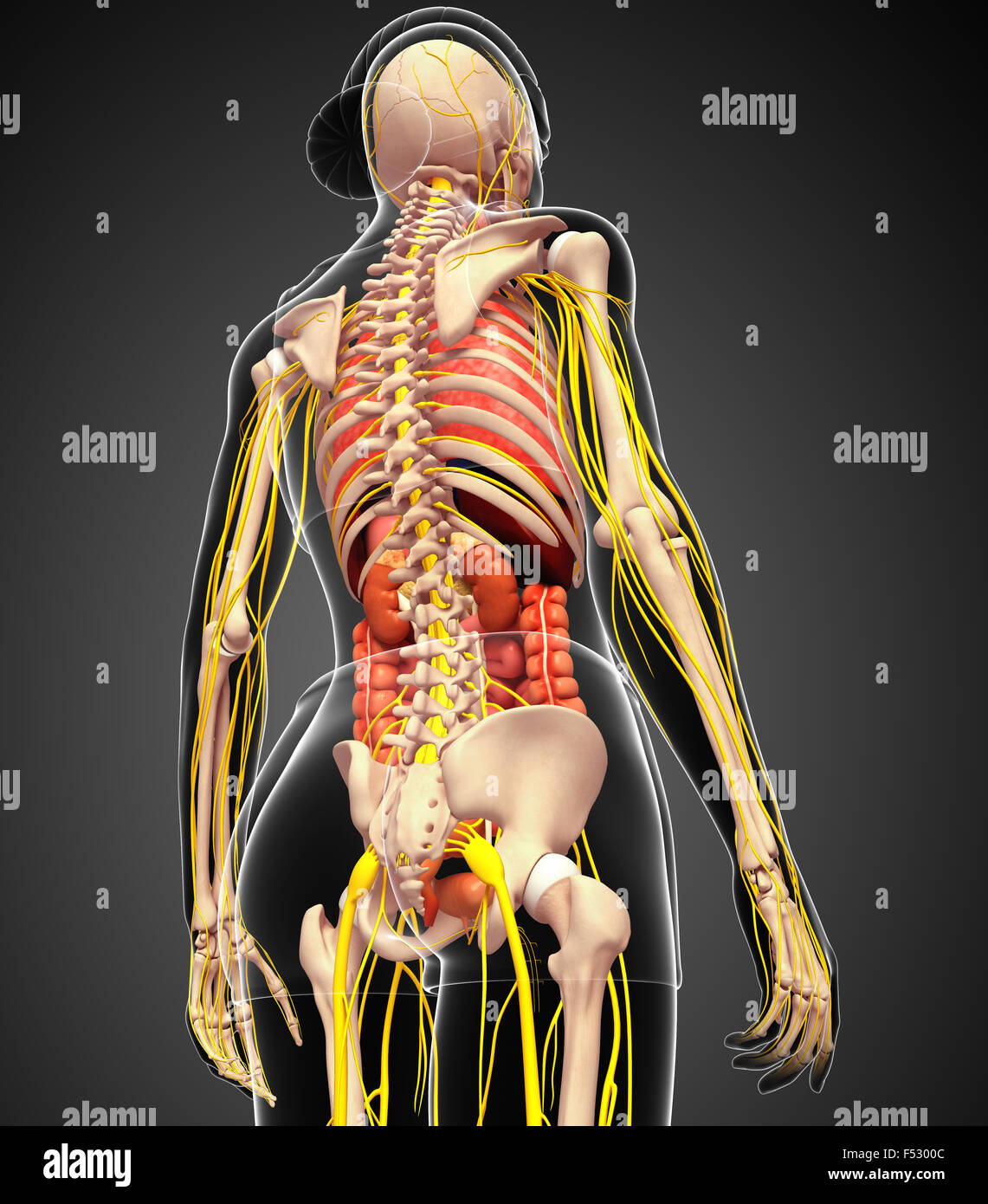 Female skeleton artwork hi-res stock photography and images - Alamy