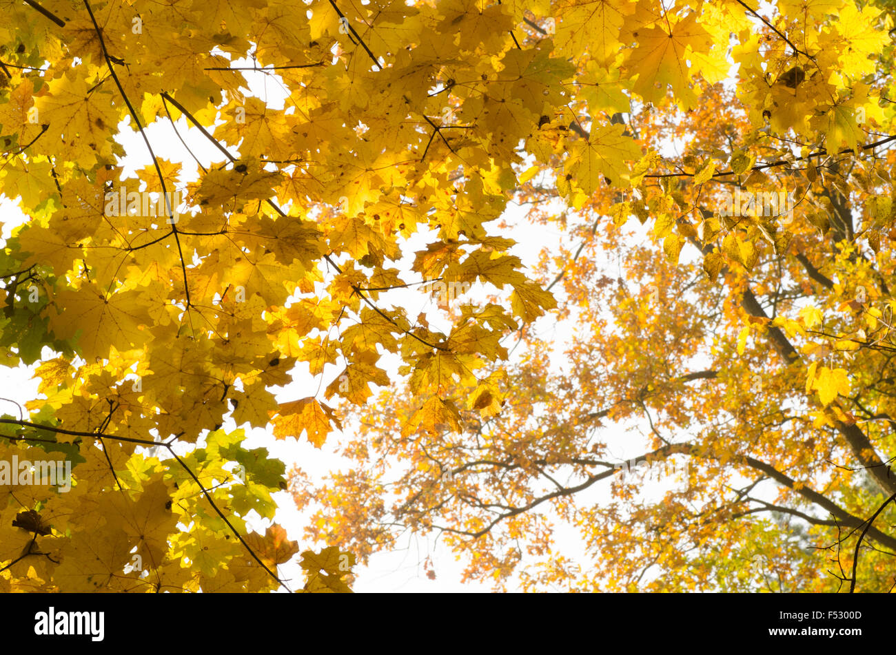 Maple branches leaves bright hi-res stock photography and images - Alamy