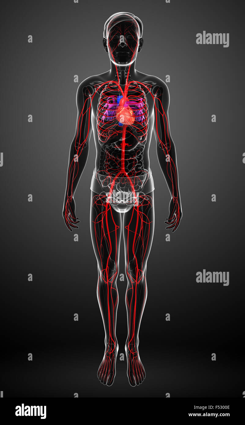 3d rendered illustration of male arterial system Stock Photo - Alamy