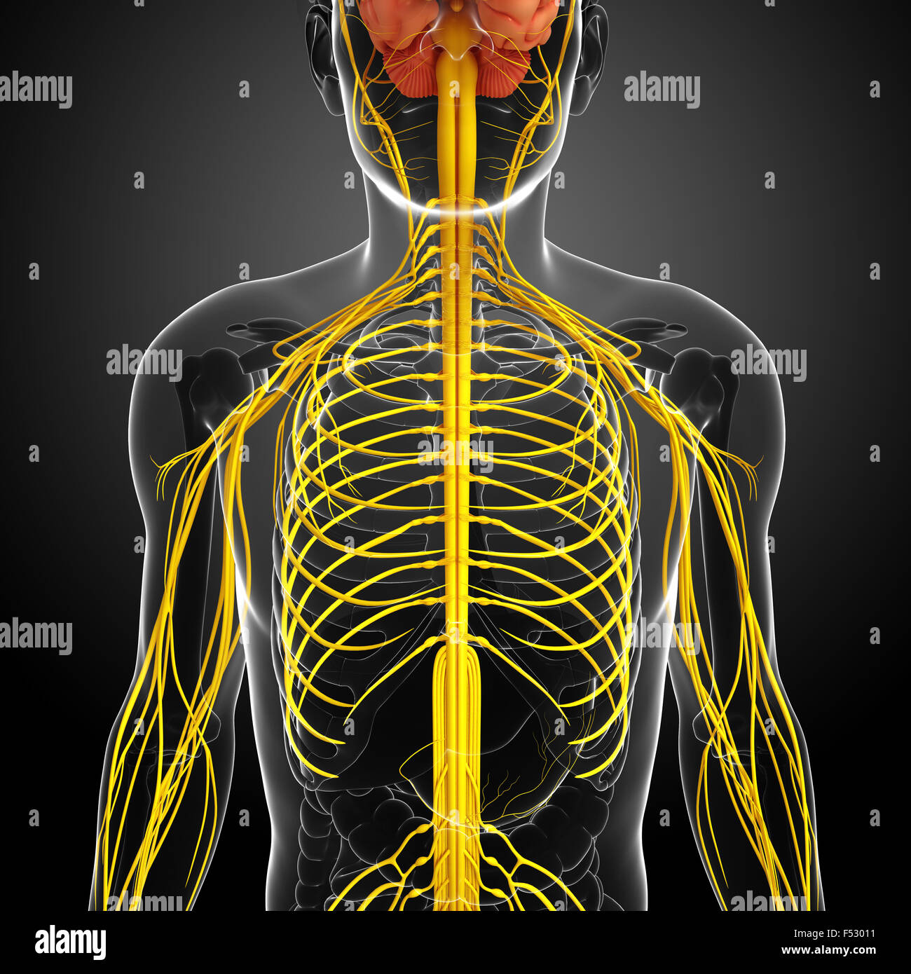 Illustration of Male nervous system artwork Stock Photo - Alamy