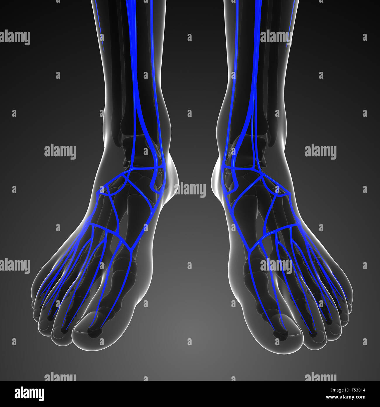 3d rendered illustration of human body anatomy Stock Photo - Alamy