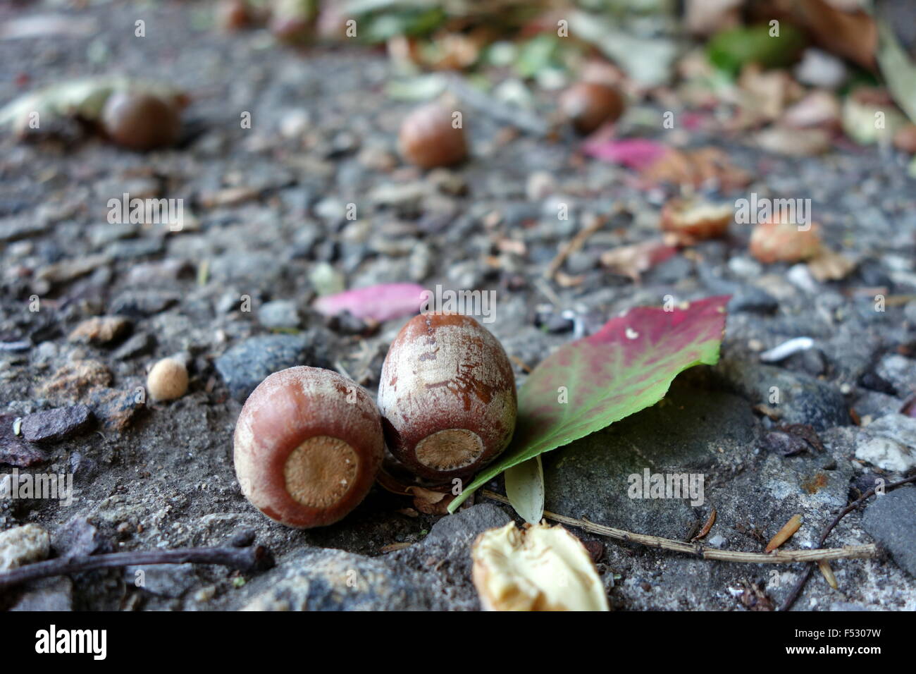 Acorns on the ground Stock Photo - Alamy
