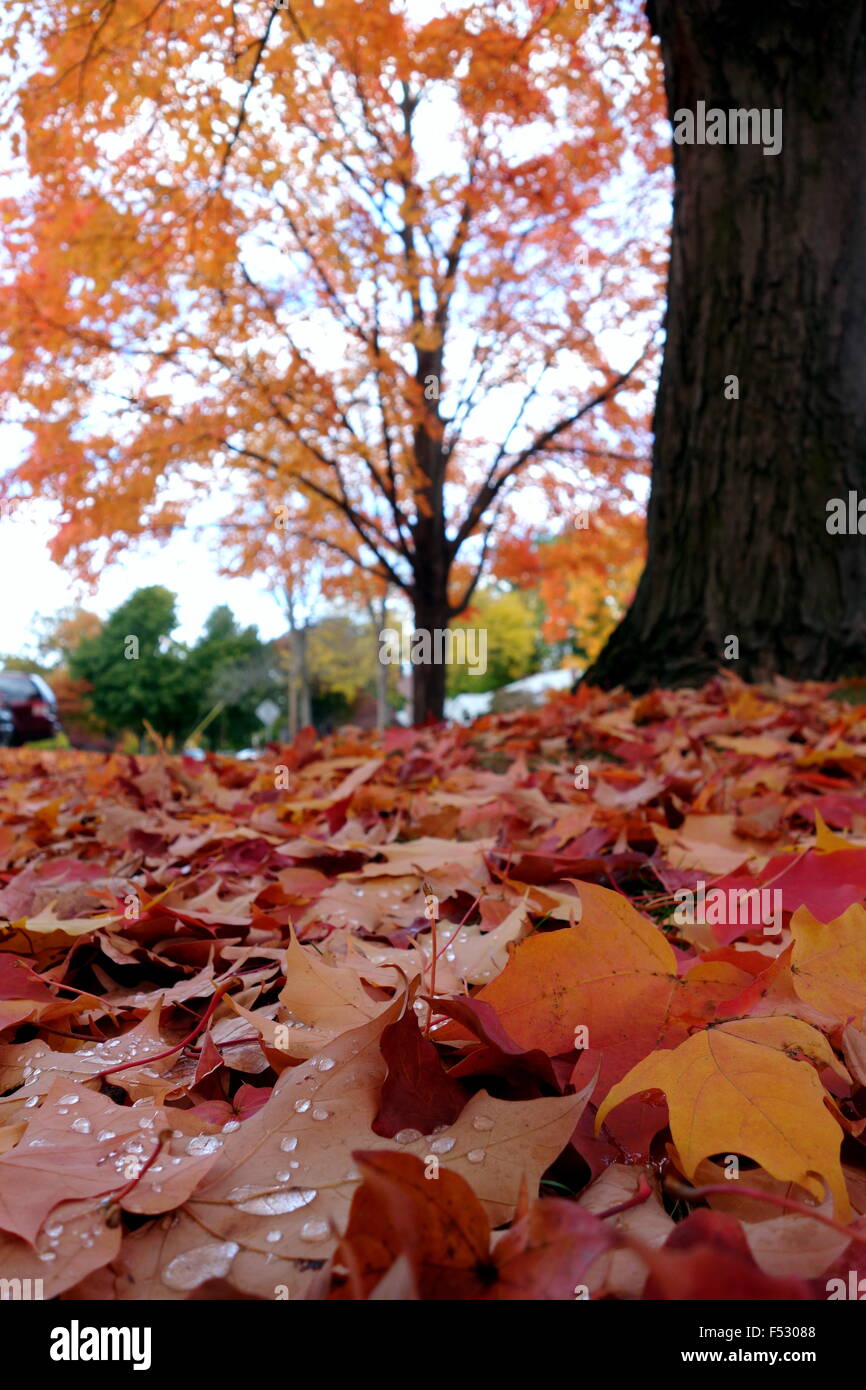 Colorful fall foliage Stock Photo - Alamy