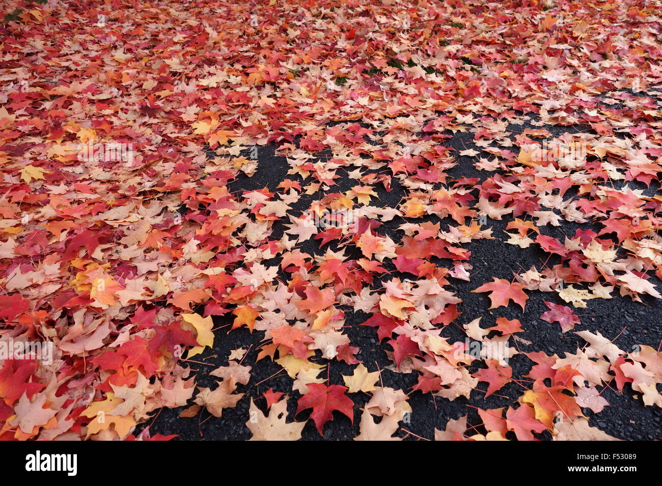 Colorful fall foliage Stock Photo - Alamy