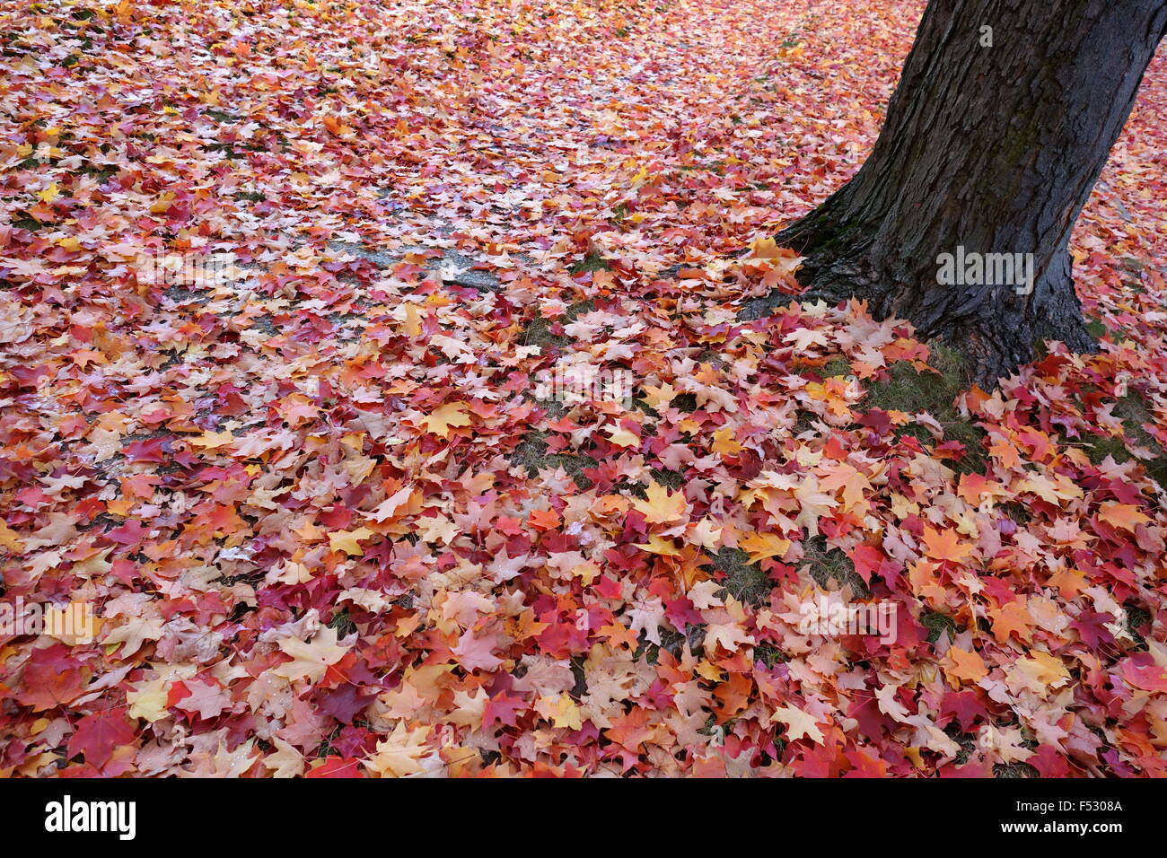 Colorful fall foliage hi-res stock photography and images - Alamy