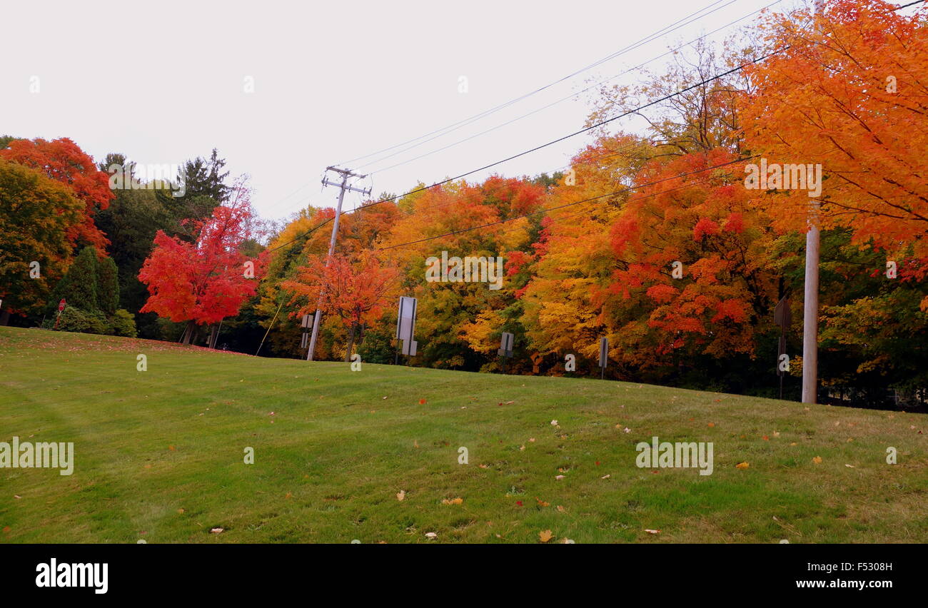 Colorful fall foliage Stock Photo - Alamy