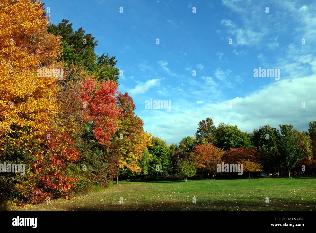 Colorful fall foliage Stock Photo - Alamy