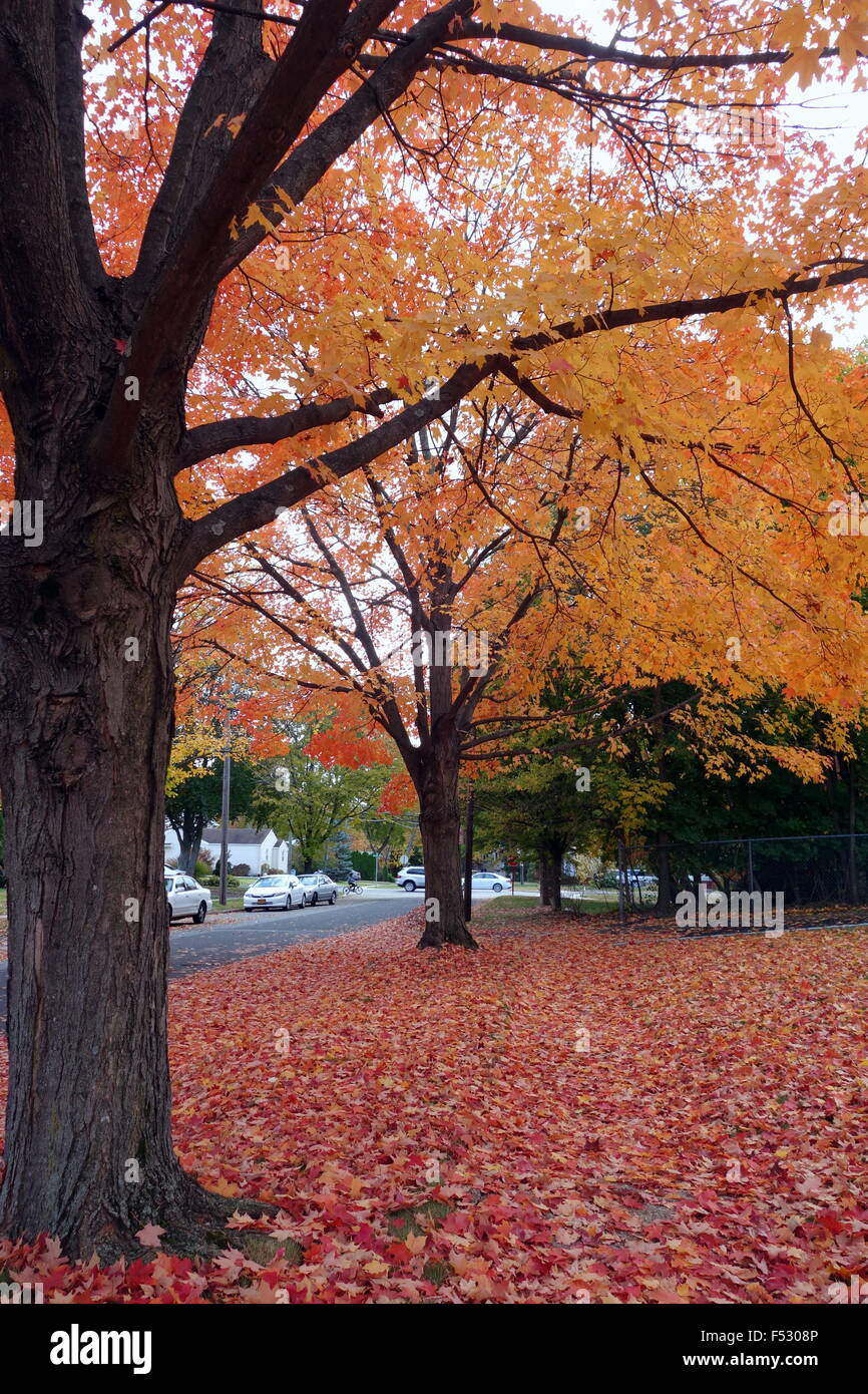 Sidewalk covered with colorful fall foliage Stock Photo - Alamy