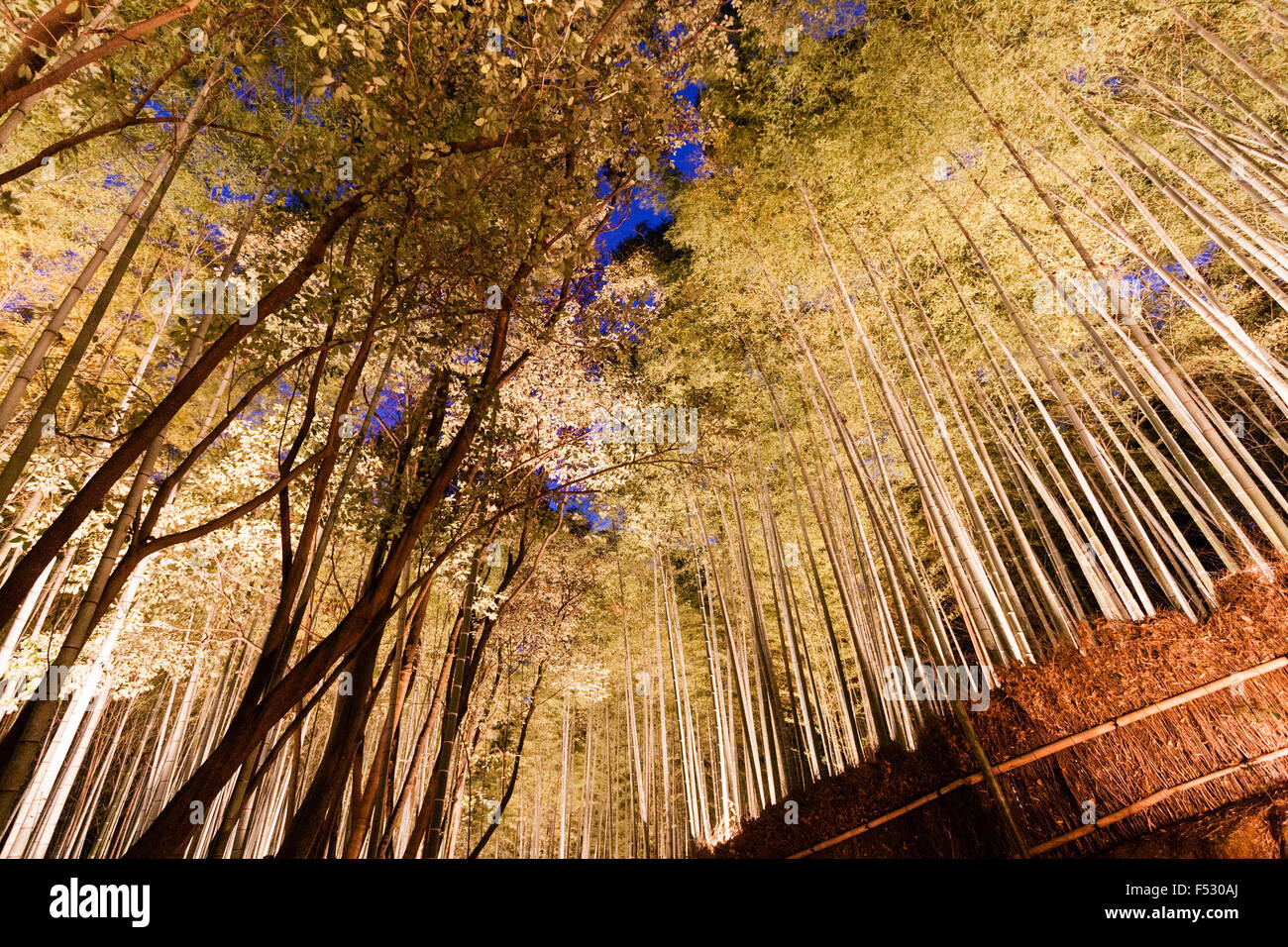 Japan, Kyoto, Arashiyama. Hanatouro light festival. Famous bamboo grove ...