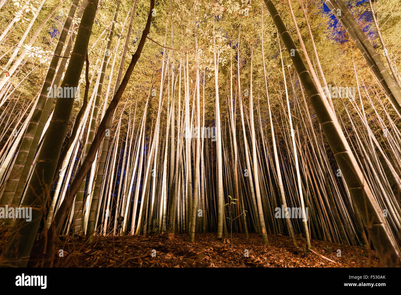 Japan, Kyoto, Arashiyama. Hanatouro light festival. Famous bamboo grove ...