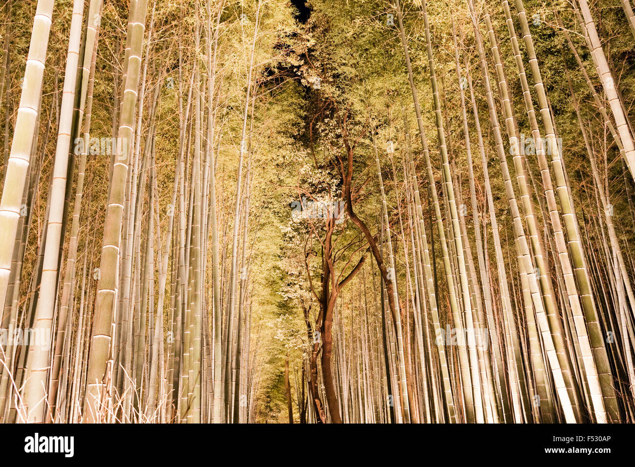 Hanatouro hi-res stock photography and images - Alamy