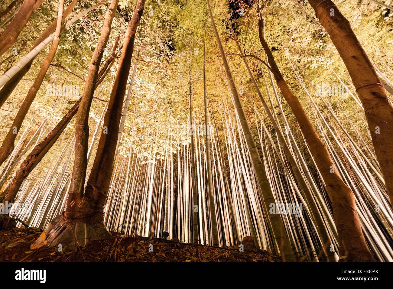 Japan, Kyoto, Arashiyama. Hanatouro light festival. Famous bamboo grove ...