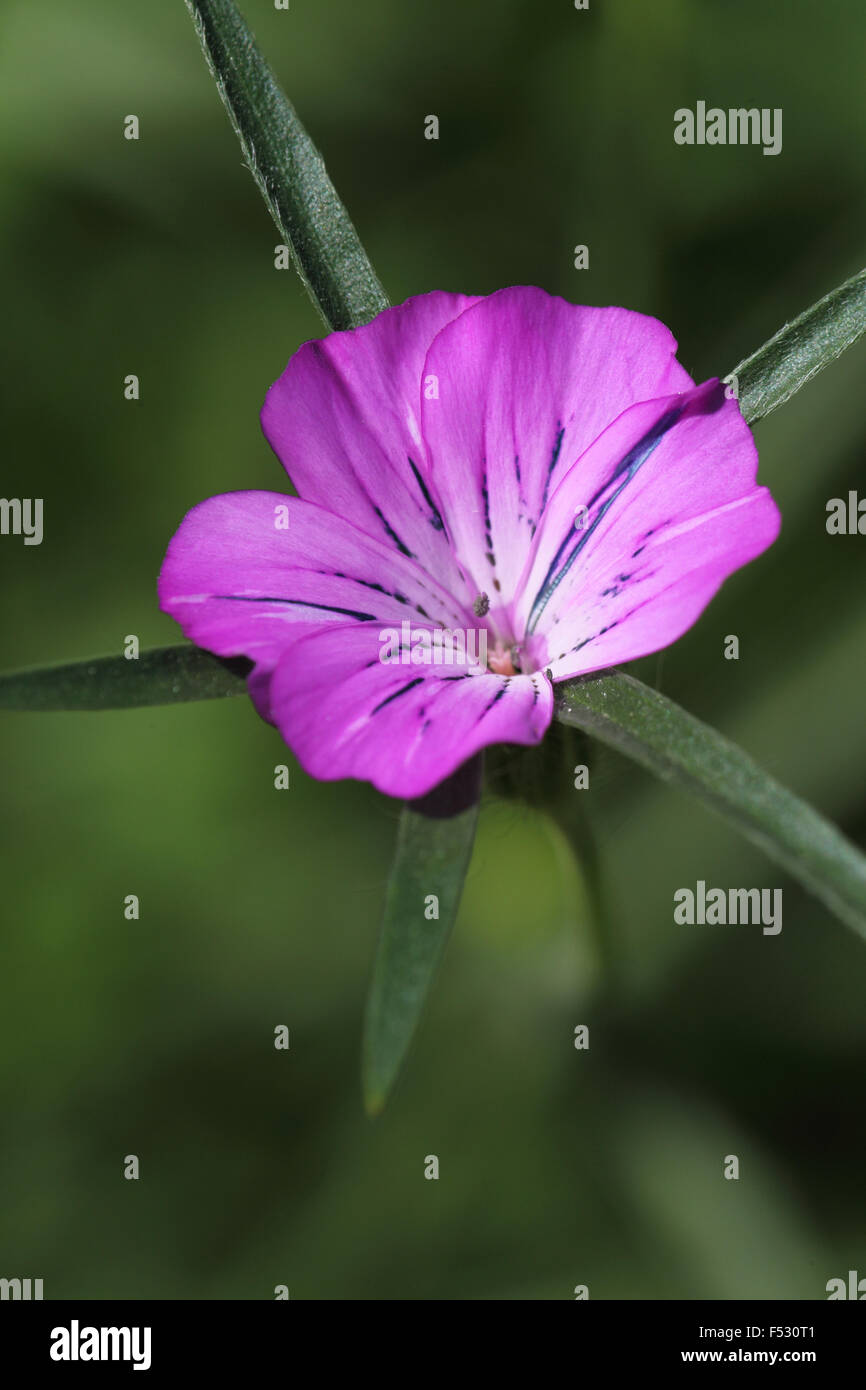 Corn cockle, Agrostemma githago Stock Photo - Alamy