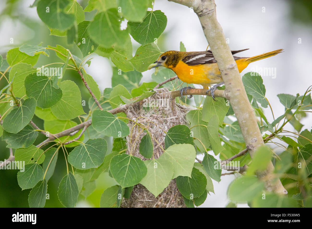 Baltimore oriole - female Stock Photo - Alamy