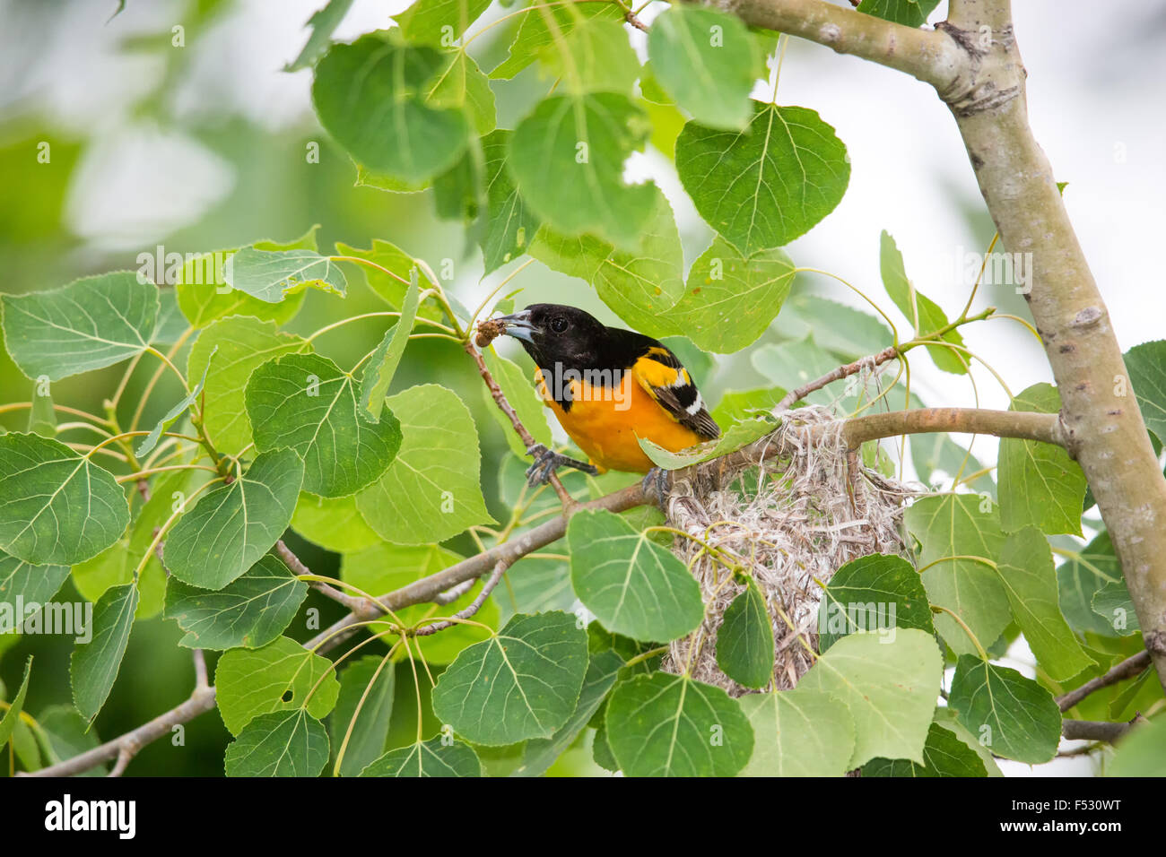 Baltimore oriole - male Stock Photo - Alamy