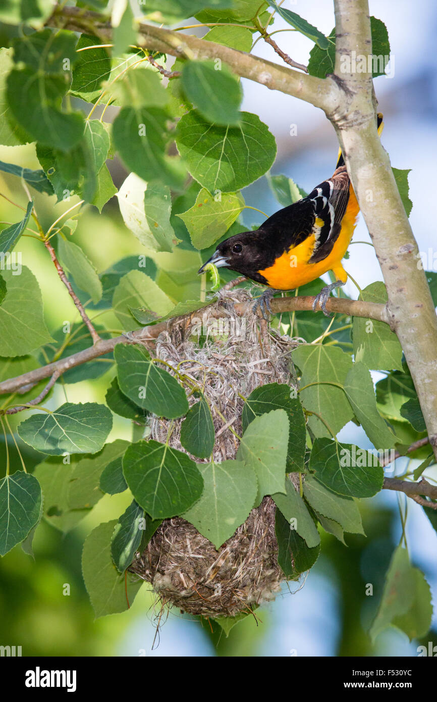 Baltimore oriole - male Stock Photo - Alamy