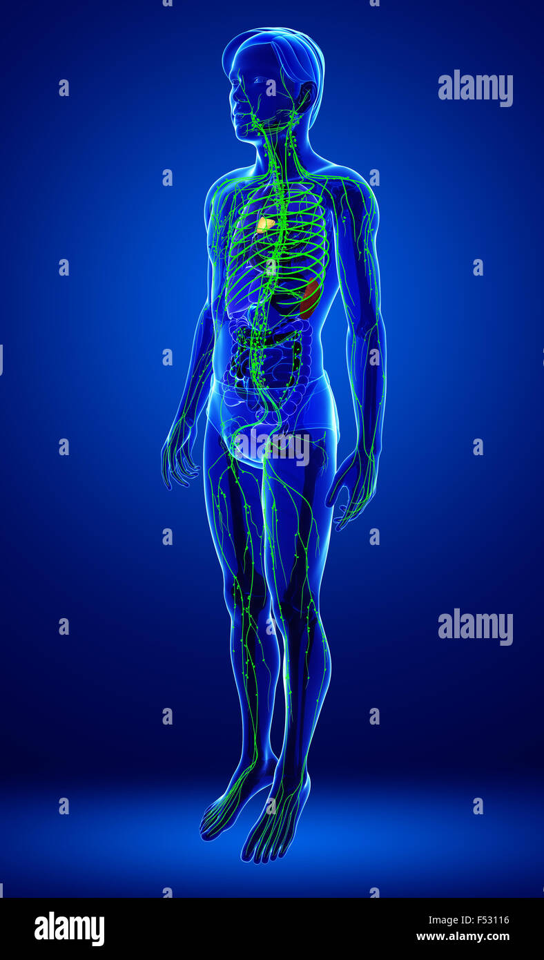 Illustration of male body lymphatic system Stock Photo - Alamy