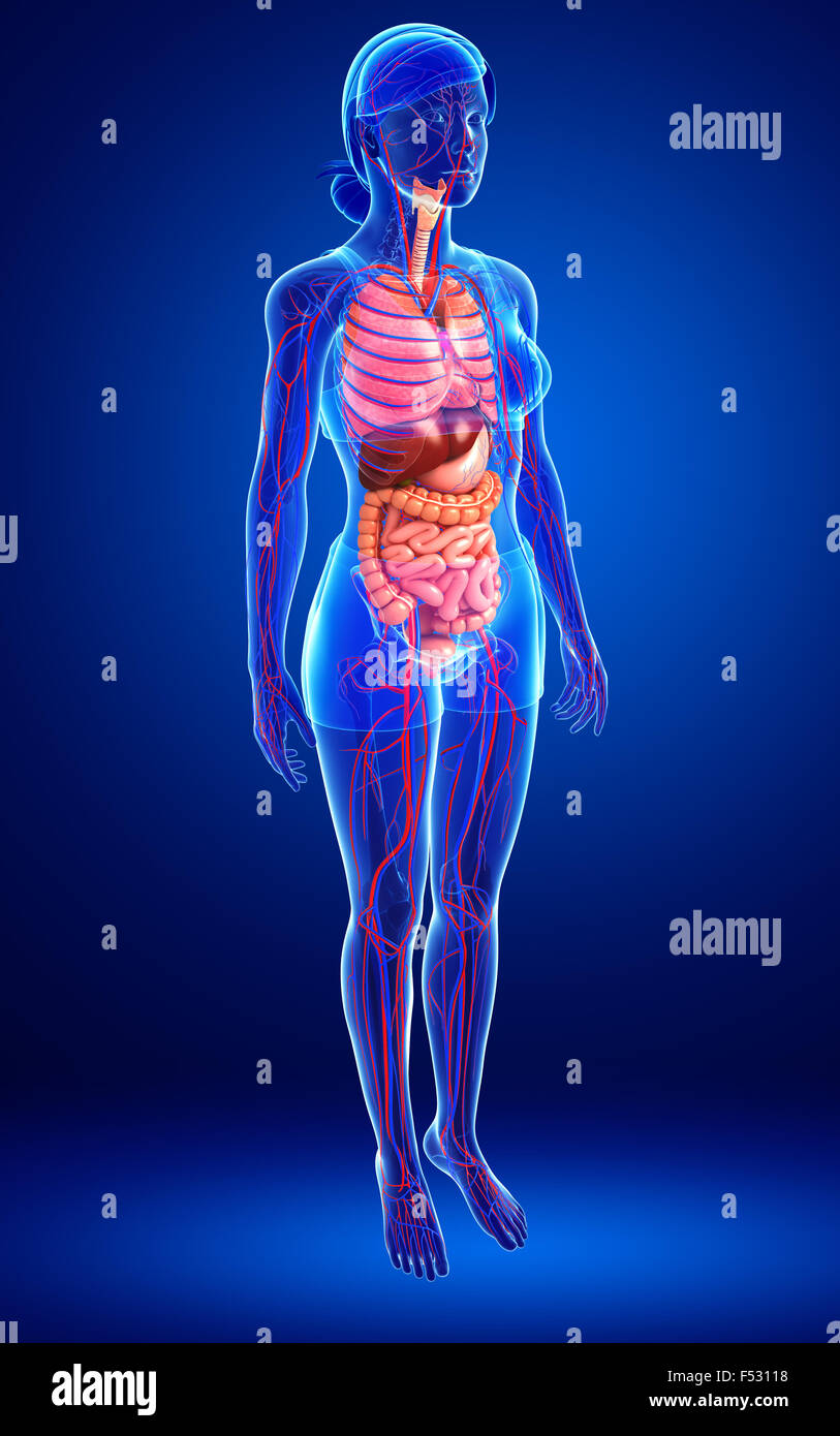 Abdominal pelvic anatomy female hi-res stock photography and images - Alamy
