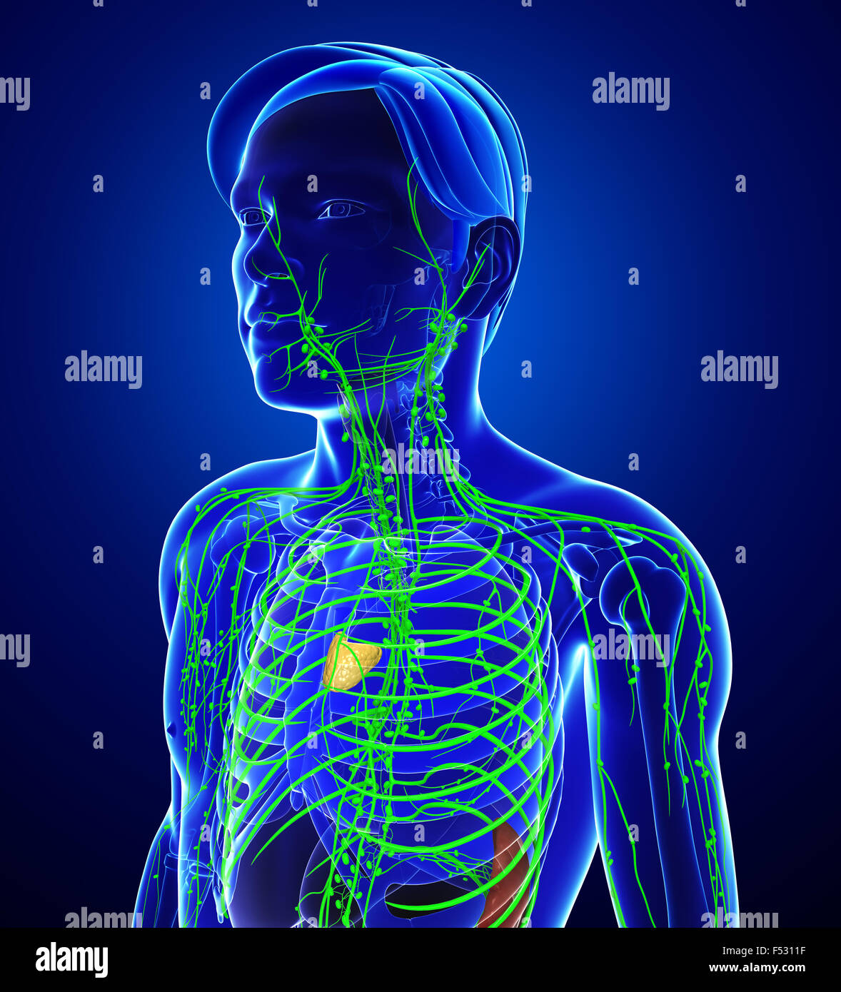 Illustration of male body lymphatic system Stock Photo - Alamy