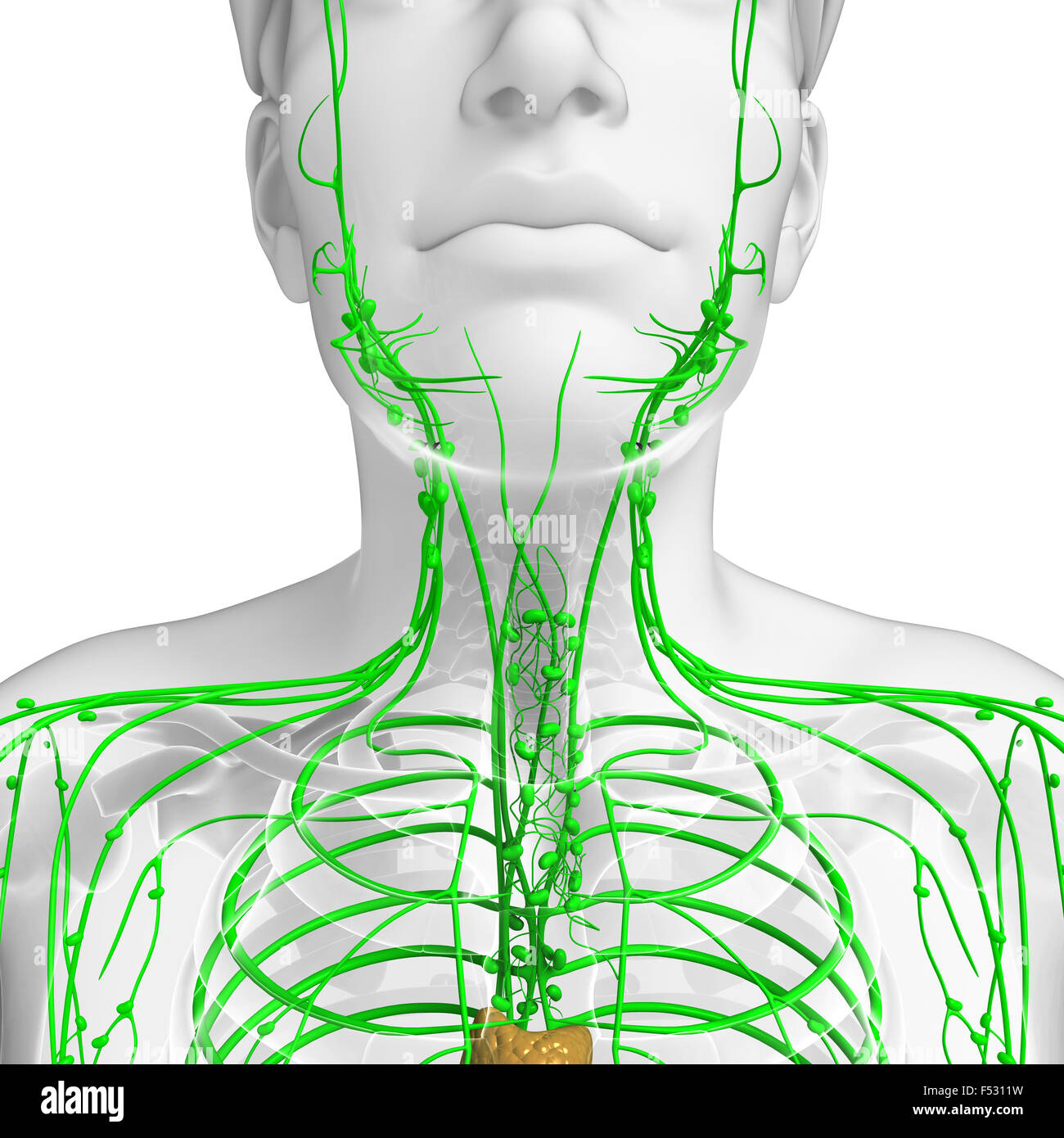 Illustration of male body lymphatic system Stock Photo - Alamy
