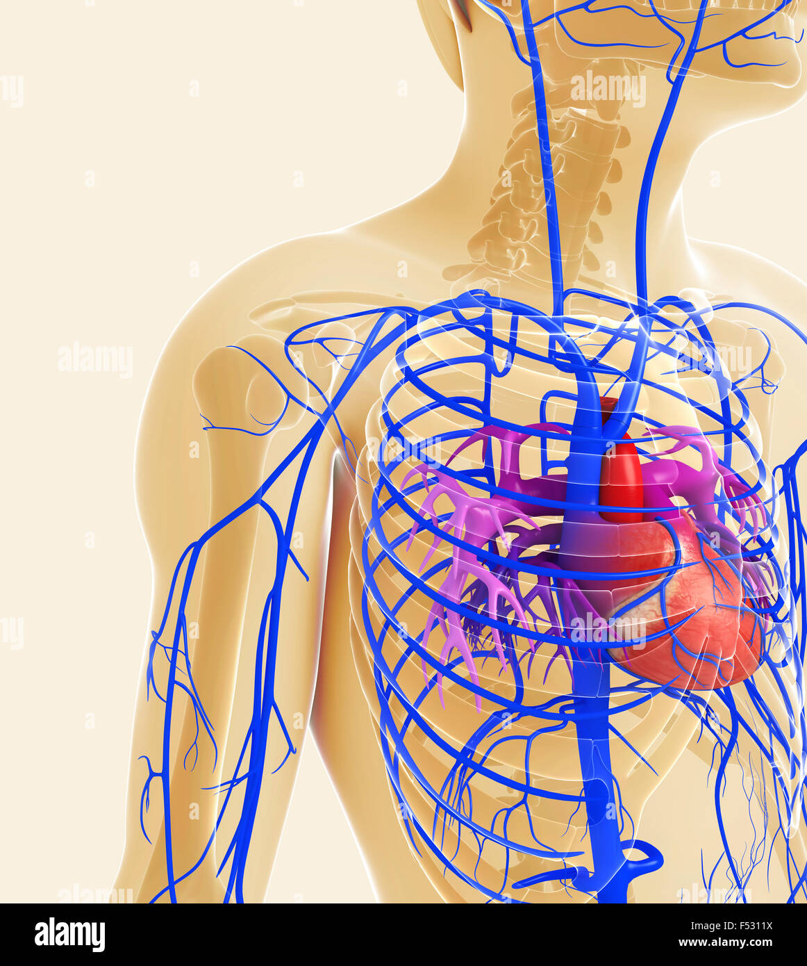 3d rendered illustration of human body anatomy Stock Photo - Alamy