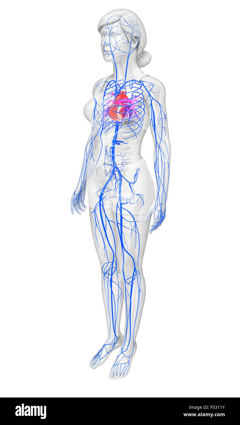 3d rendered illustration of human body anatomy Stock Photo - Alamy