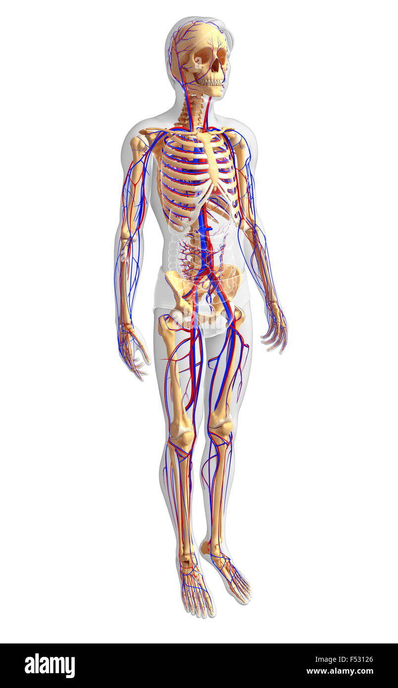 Circulatory Cut Out Stock Images & Pictures - Alamy