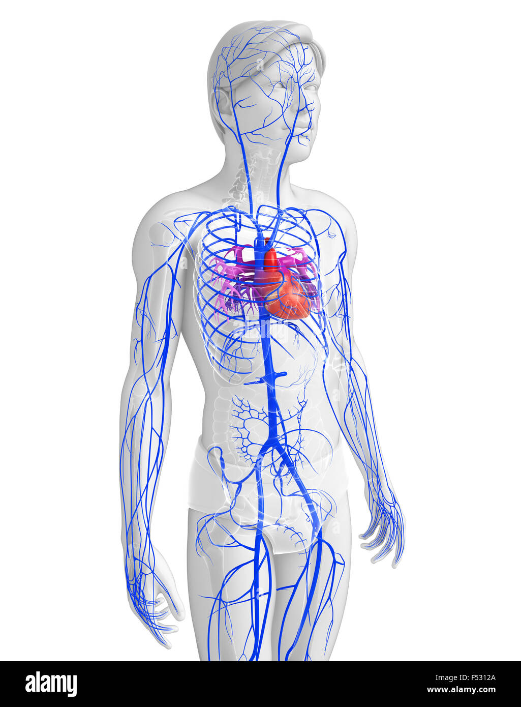 3d rendered illustration of human body anatomy Stock Photo - Alamy
