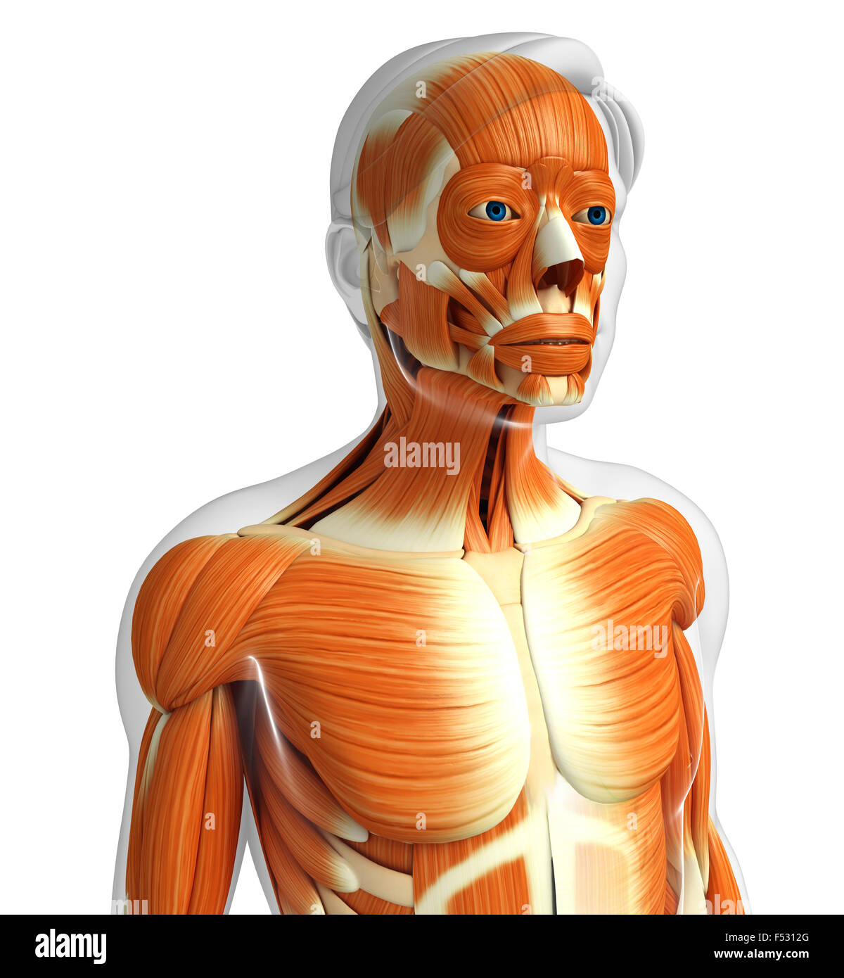 3d rendered illustration of human body anatomy Stock Photo - Alamy