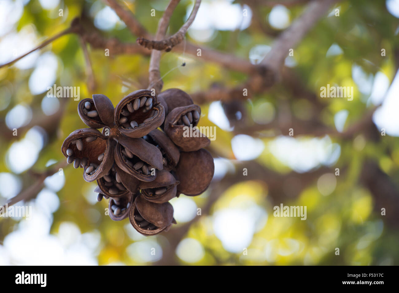 Asia, Thailand, tree, bolls Stock Photo - Alamy