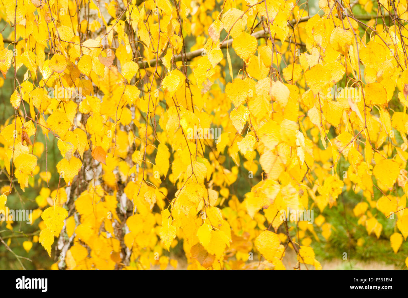 Fall birch tree yellow leaves hi-res stock photography and images - Alamy