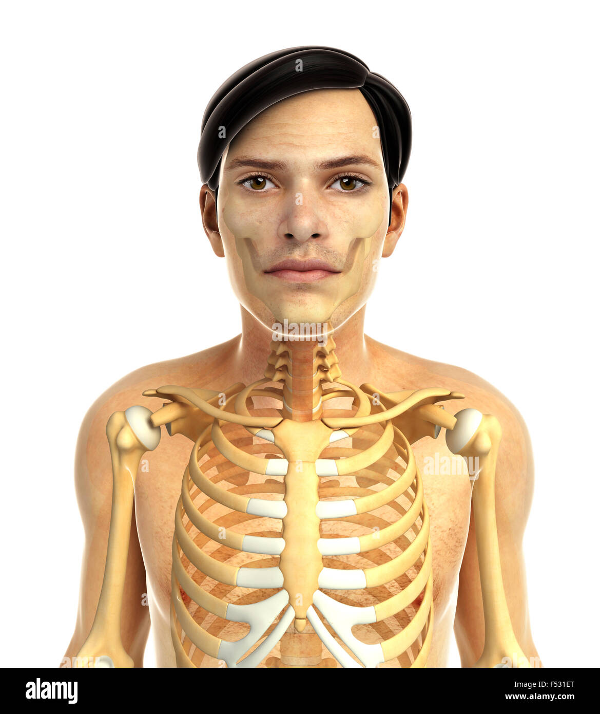 3d rendered illustration of human body anatomy Stock Photo - Alamy