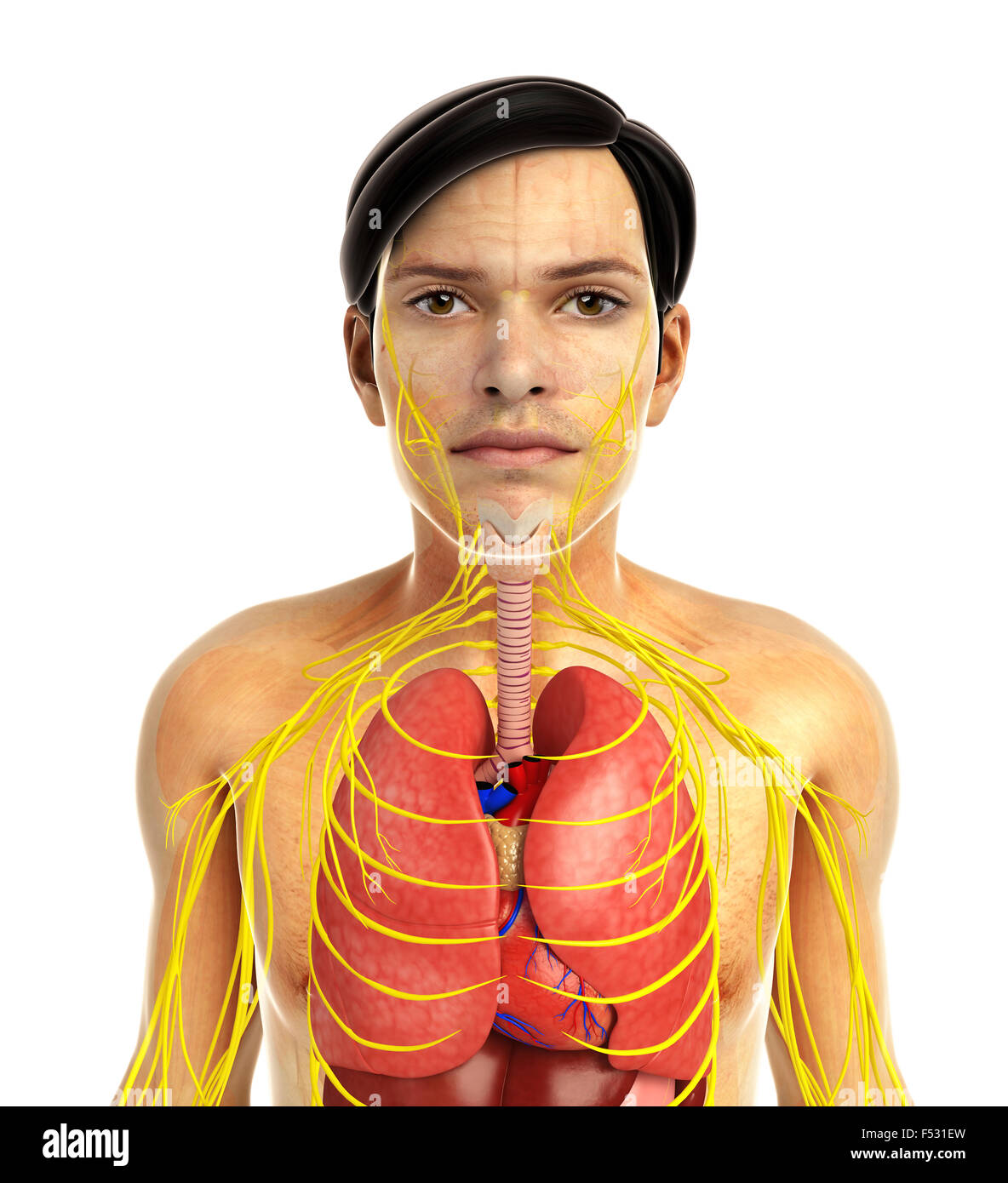 3d rendered illustration of human body anatomy Stock Photo - Alamy