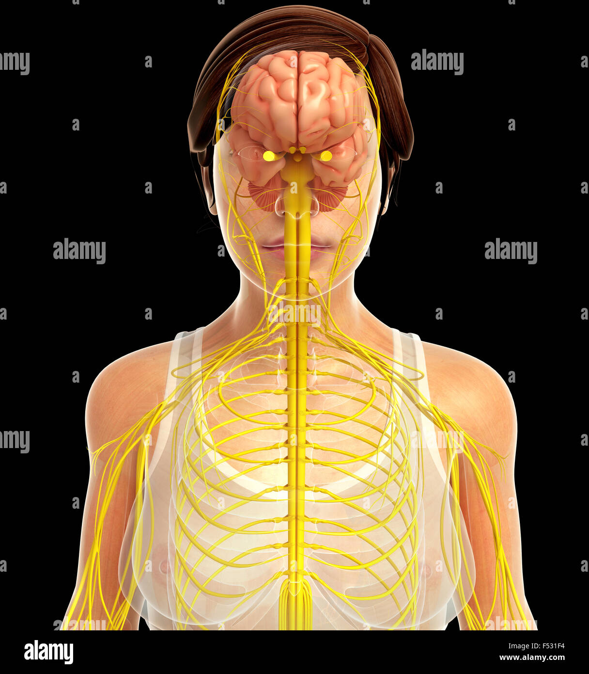 3d rendered illustration of human body anatomy Stock Photo - Alamy