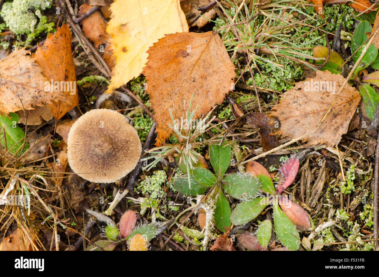 plant litter in fall forest Stock Photo - Alamy