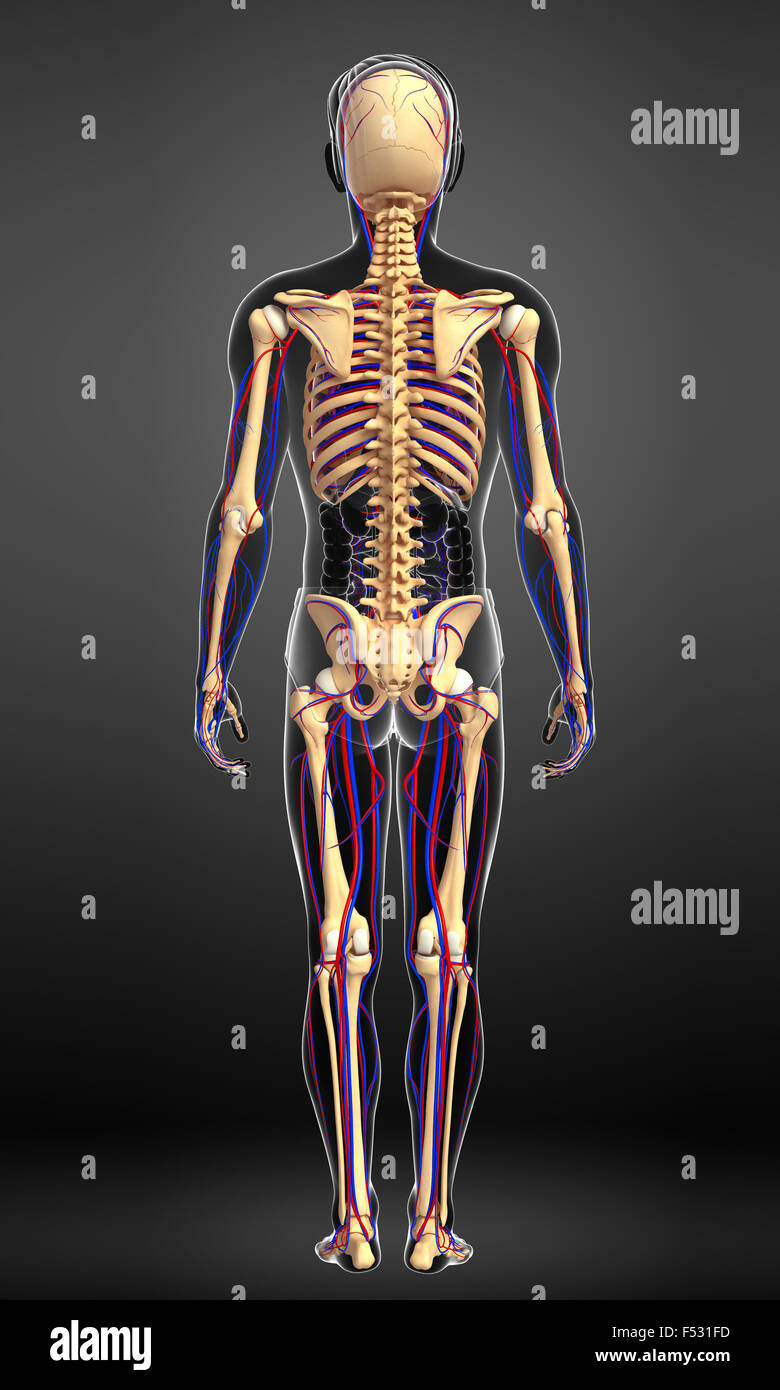 Illustration of male skeletal circulatory system Stock Photo - Alamy