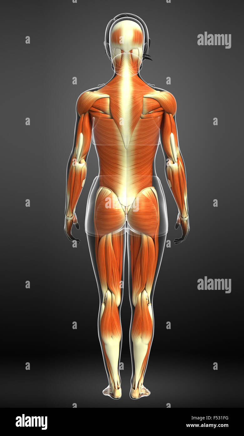 3d rendered illustration of human body anatomy Stock Photo - Alamy