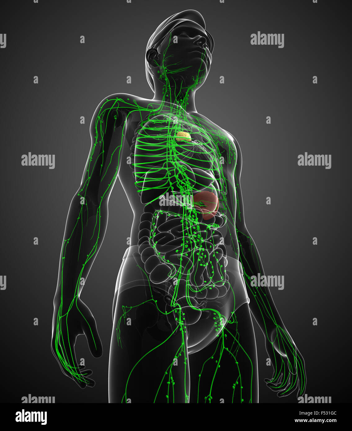 Illustration of male body lymphatic system Stock Photo - Alamy