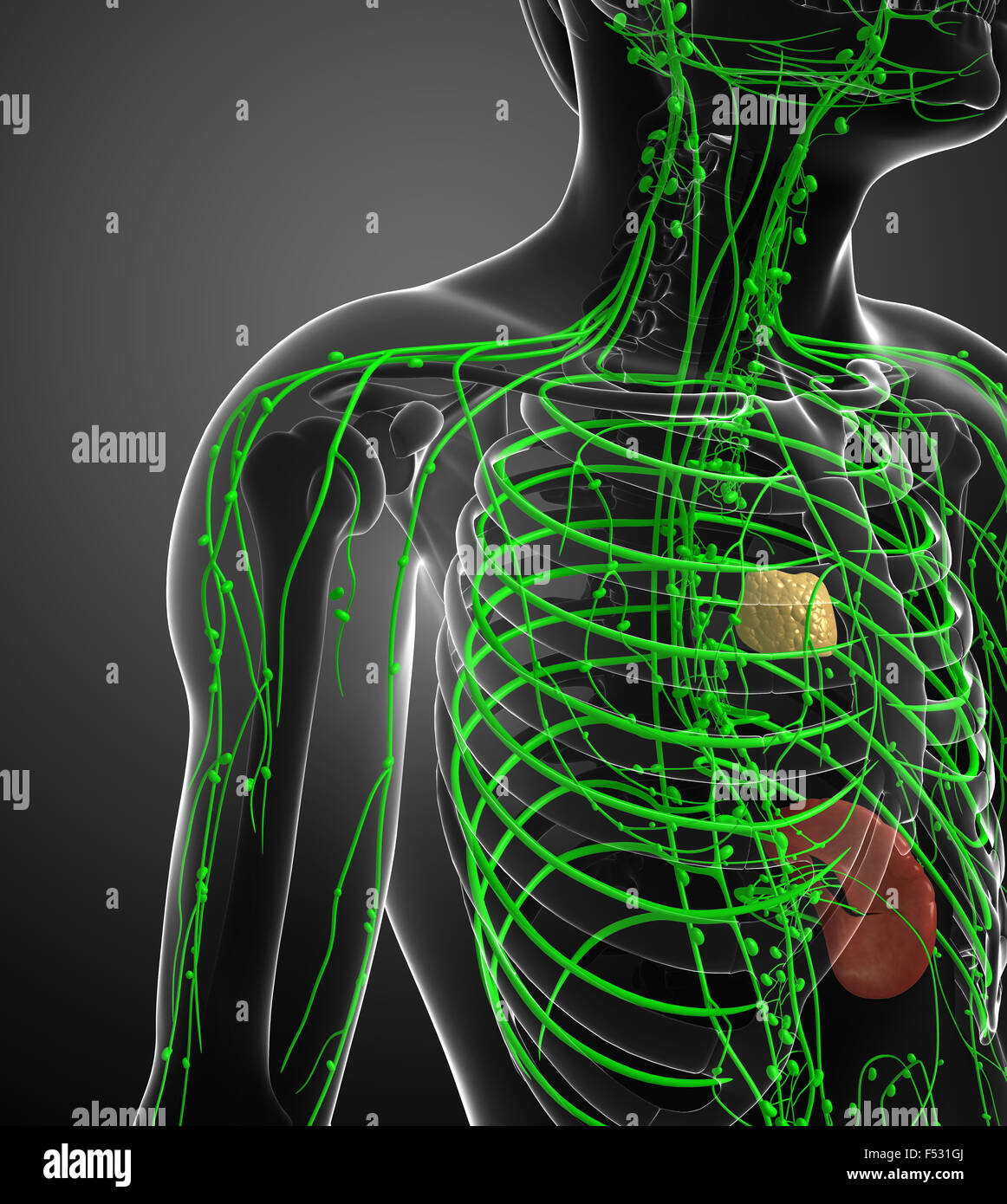 Illustration of male body lymphatic system Stock Photo - Alamy